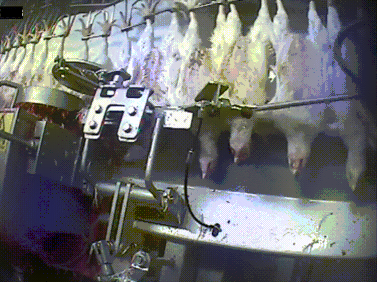 Dödsfabriken | Djurfabriken